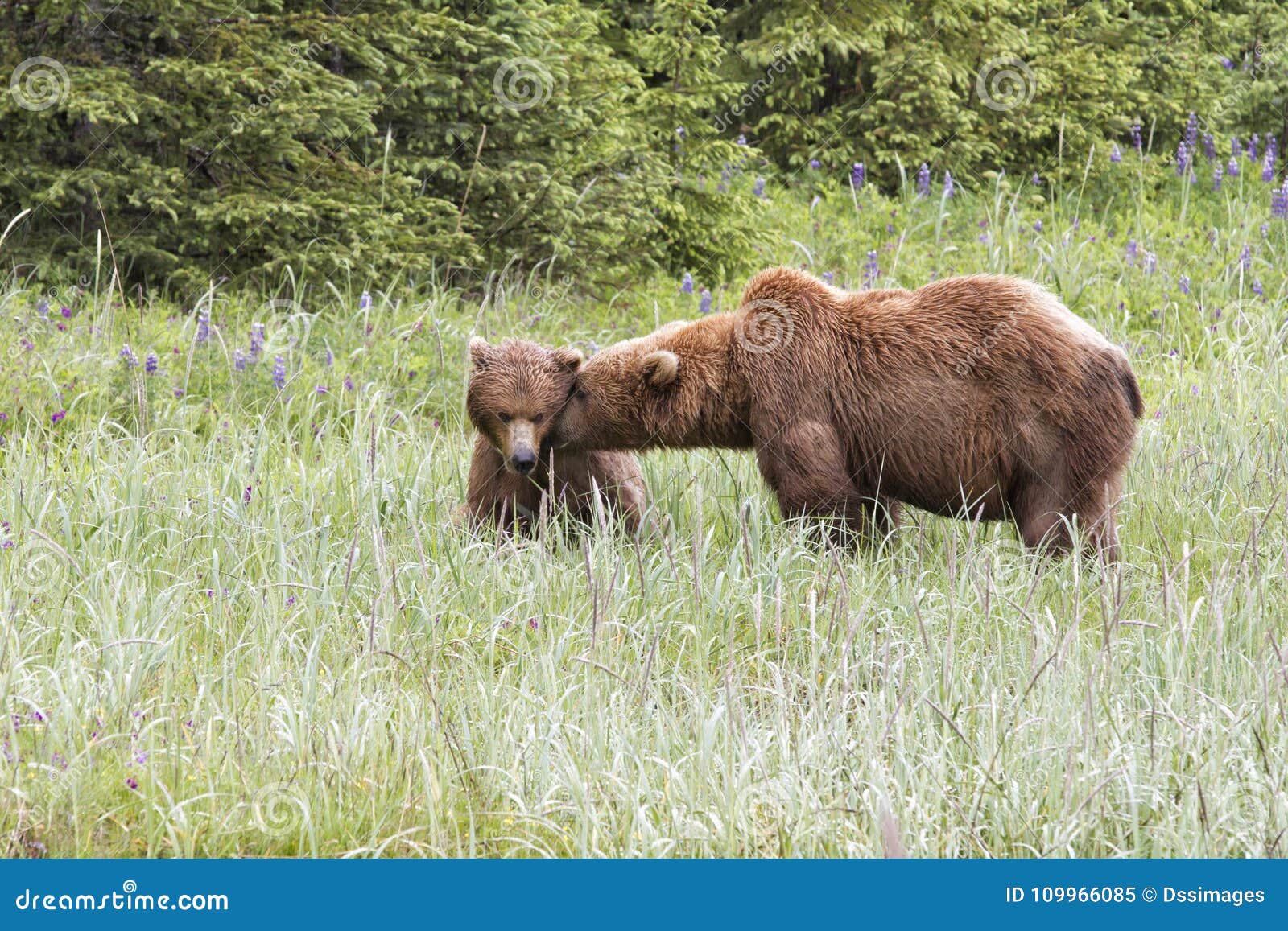 Grizzly Bear Pair Being Affectionate with One Another Stock Image ...