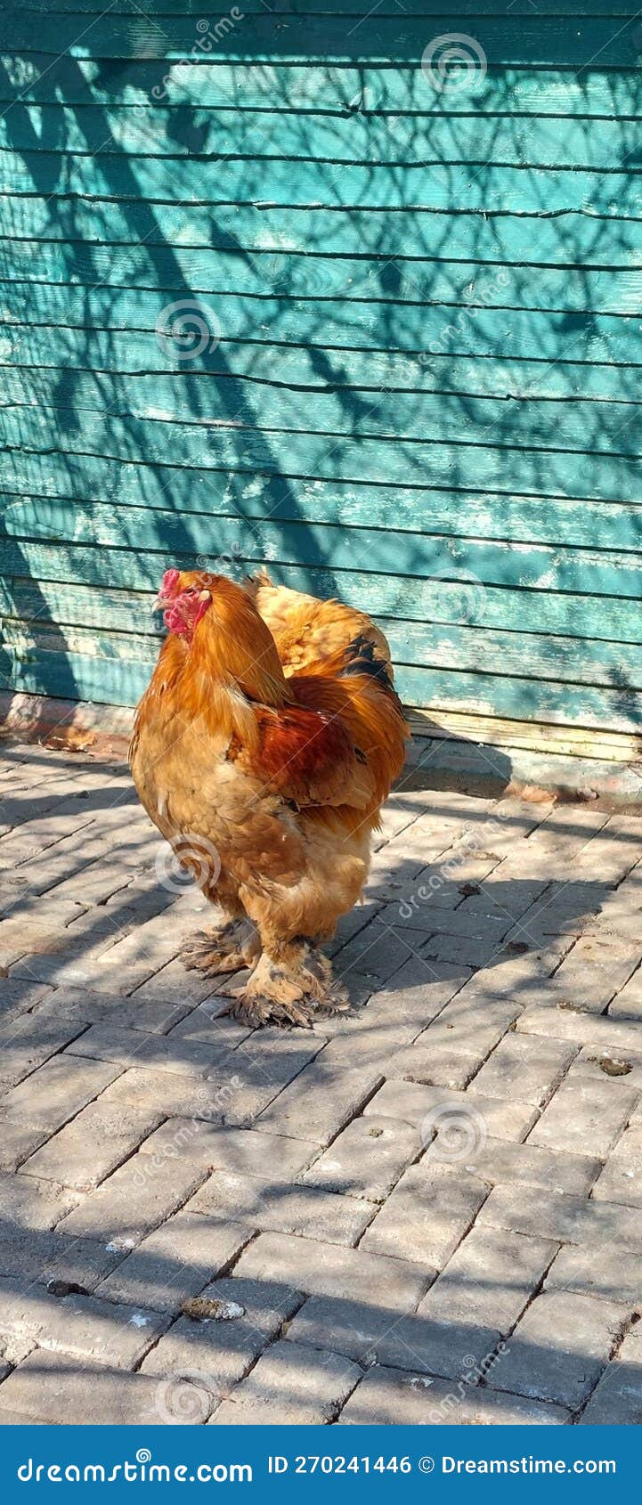 The Brown Cochin Chicken with the Shadow Inside the Zoo& X27;s Cage ...