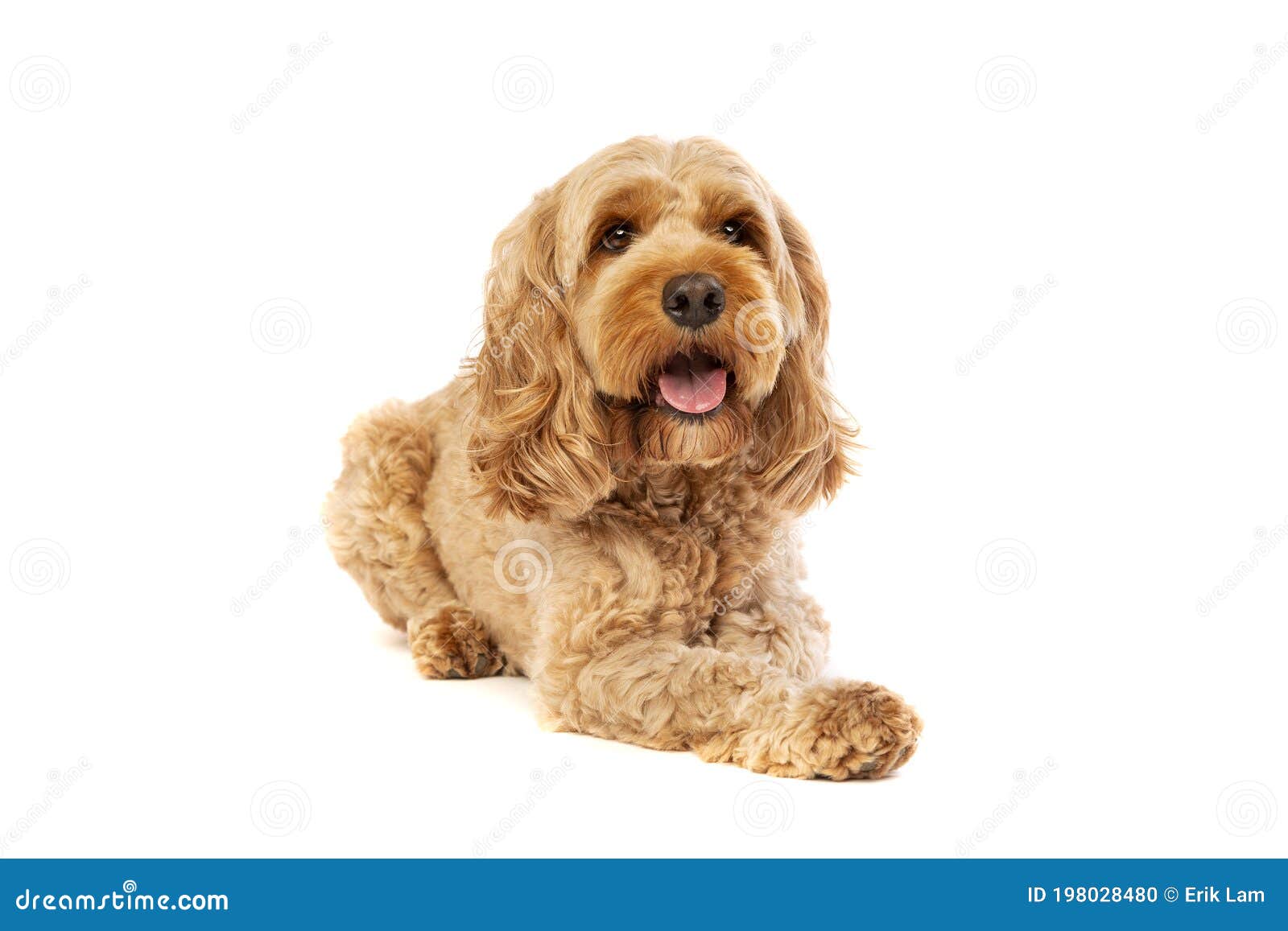 Brown cockapoo dog stock photo. Image of laying, friend - 198028480