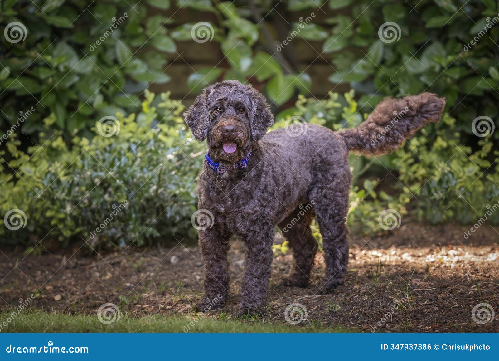 Brown Cockapoo Playing in Her Garden Stock Photo - Image of grey ...