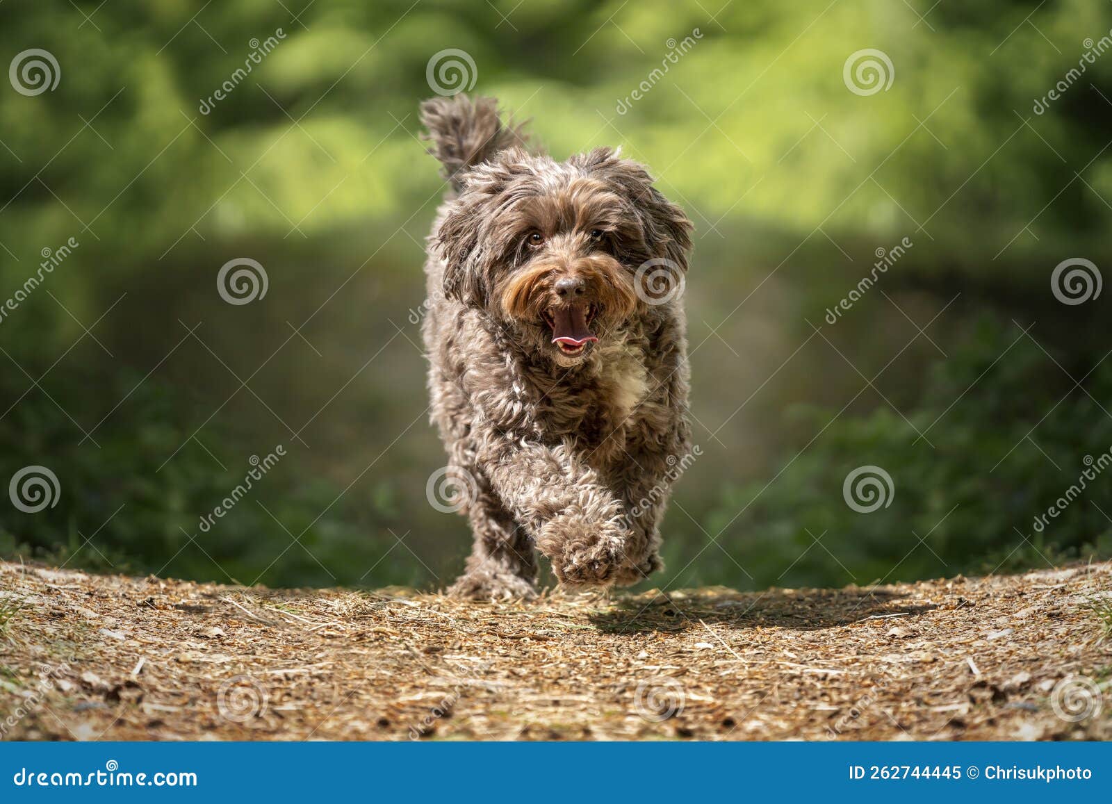 Cockapoo Dog Running Through Sea At Cornish Beach Royalty-Free Stock ...