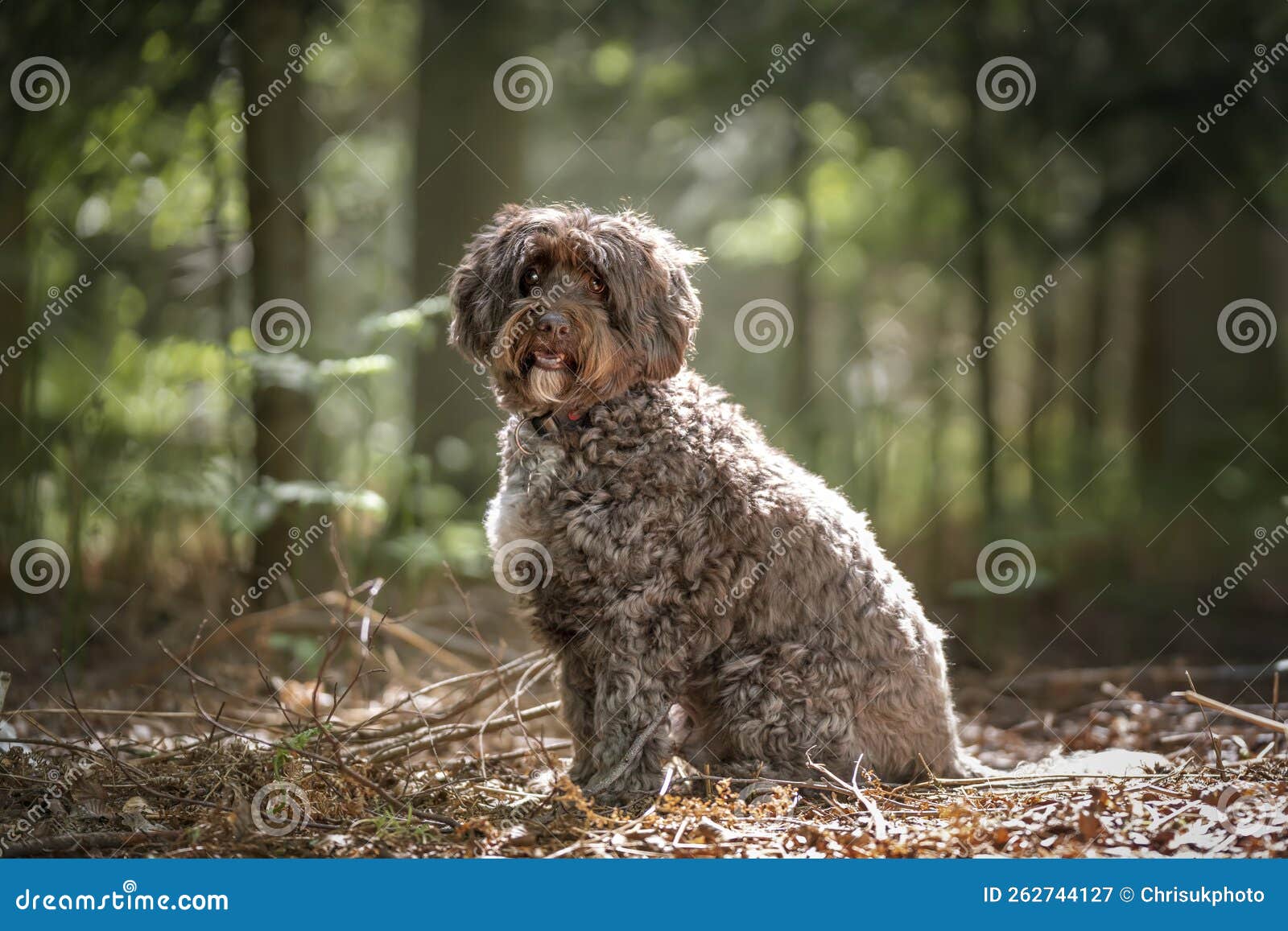 Brown Cockapoo Sitting in the Forest Looking at the Camera Stock Image ...