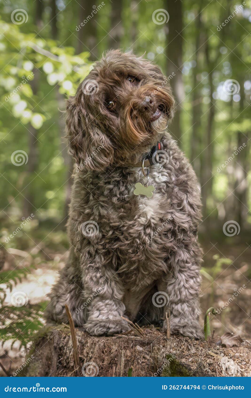 Brown Cockapoo Sitting on a Stump with a Head Tilt Left Stock Photo ...