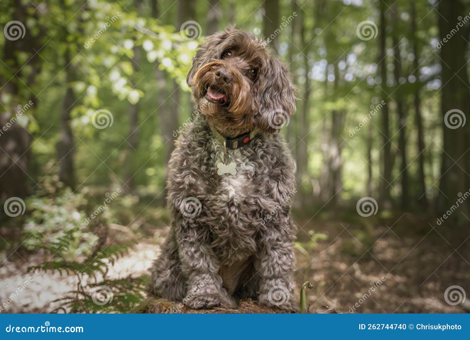 Brown Cockapoo Sitting on a Stump with a Head Tilt Right Stock Photo ...