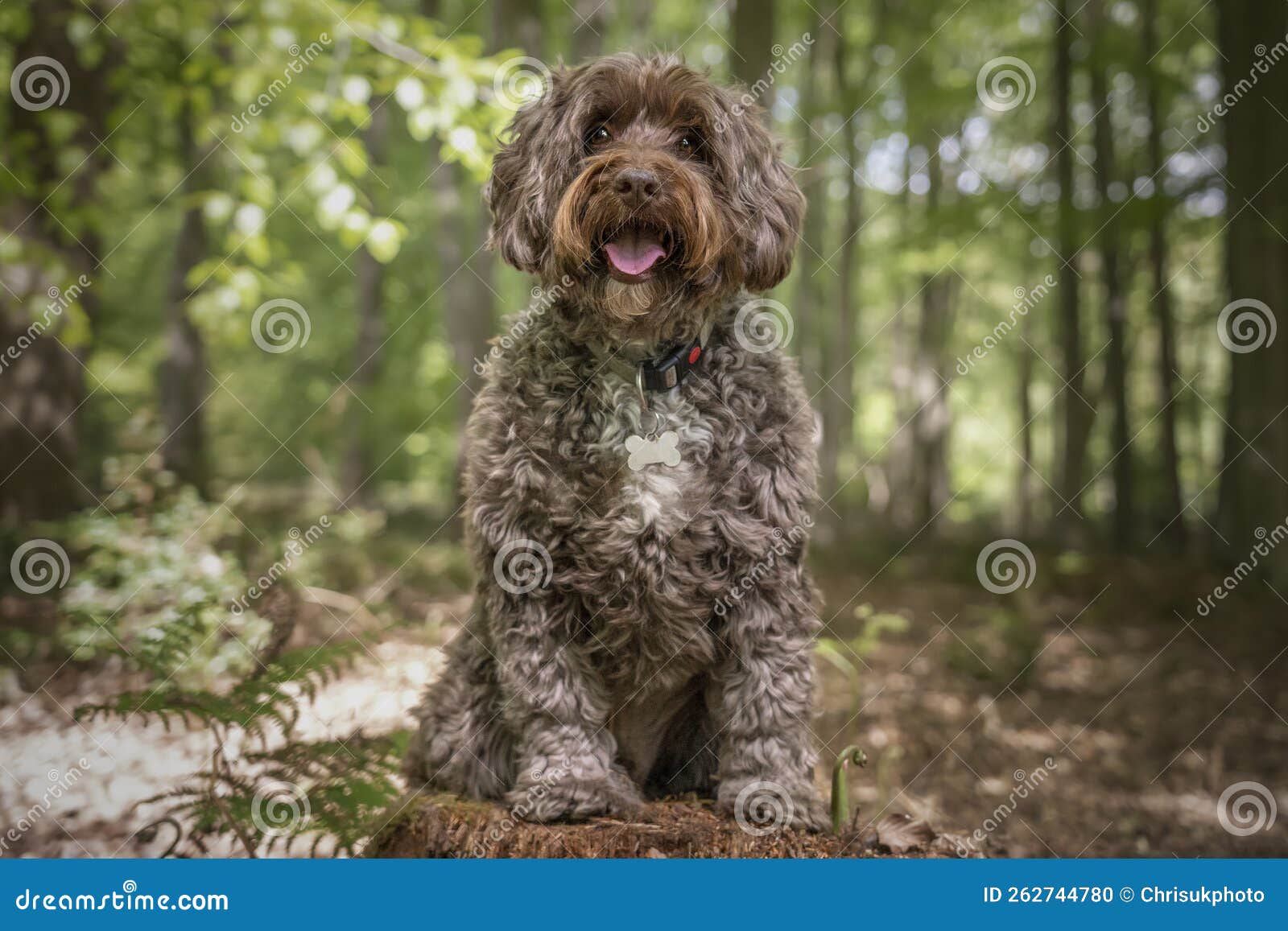 Brown Cockapoo Sitting on a Stump Stock Photo - Image of purebred ...