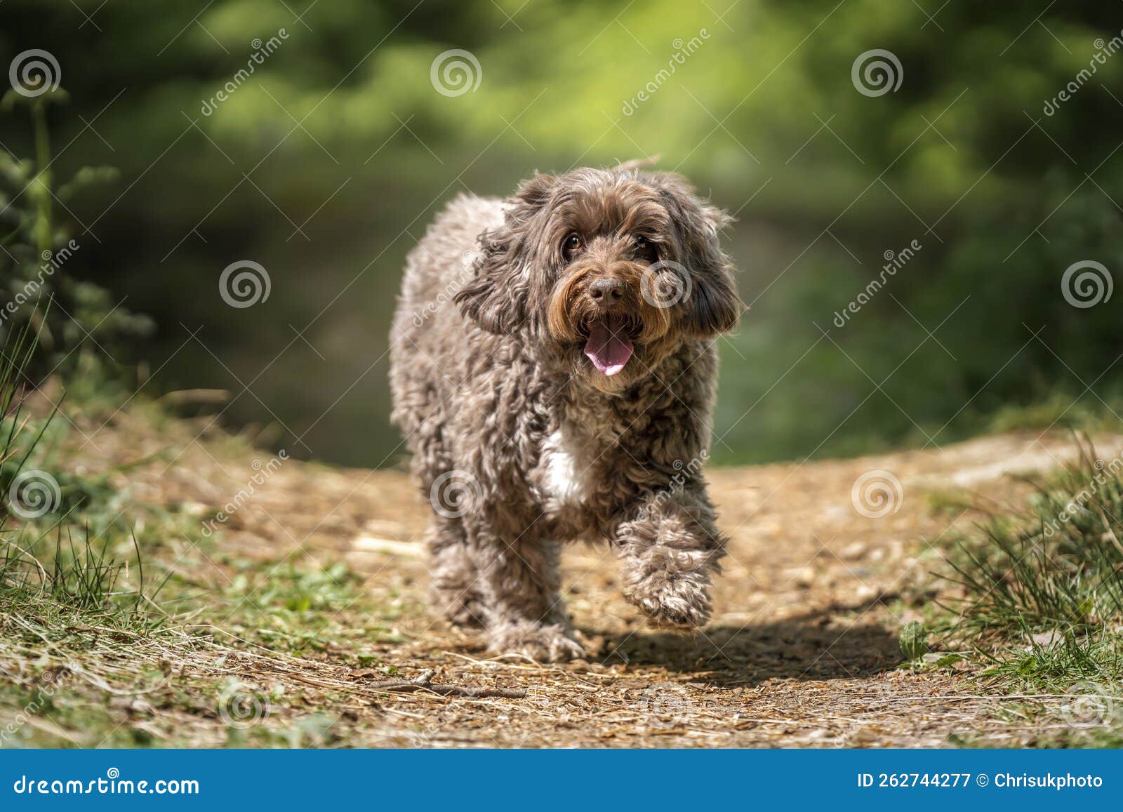 Brown Cockapoo Walking Directly at Athe Camera Stock Image - Image of ...