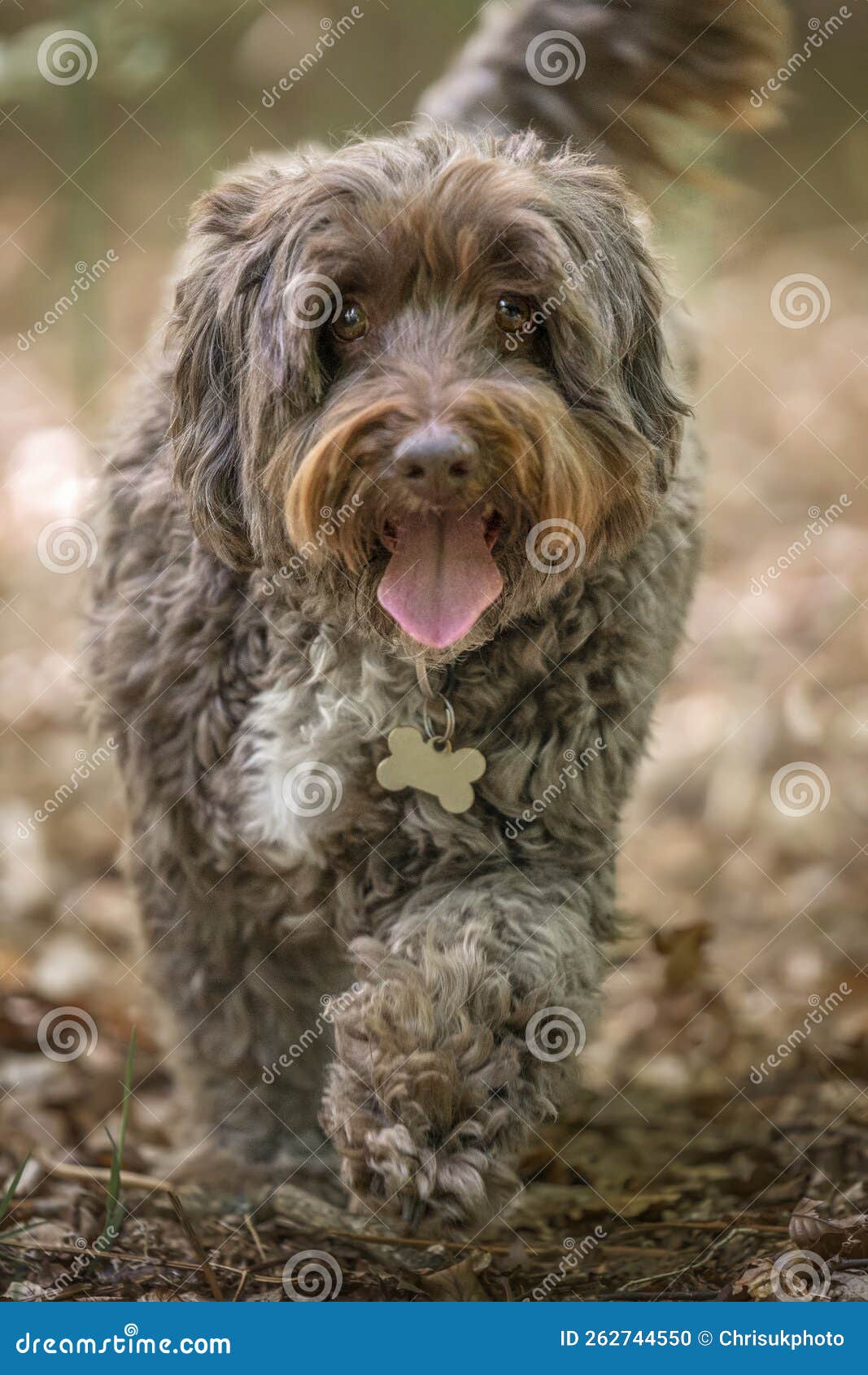 Brown Cockapoo Walking Directly at Athe Camera Stock Photo - Image of ...