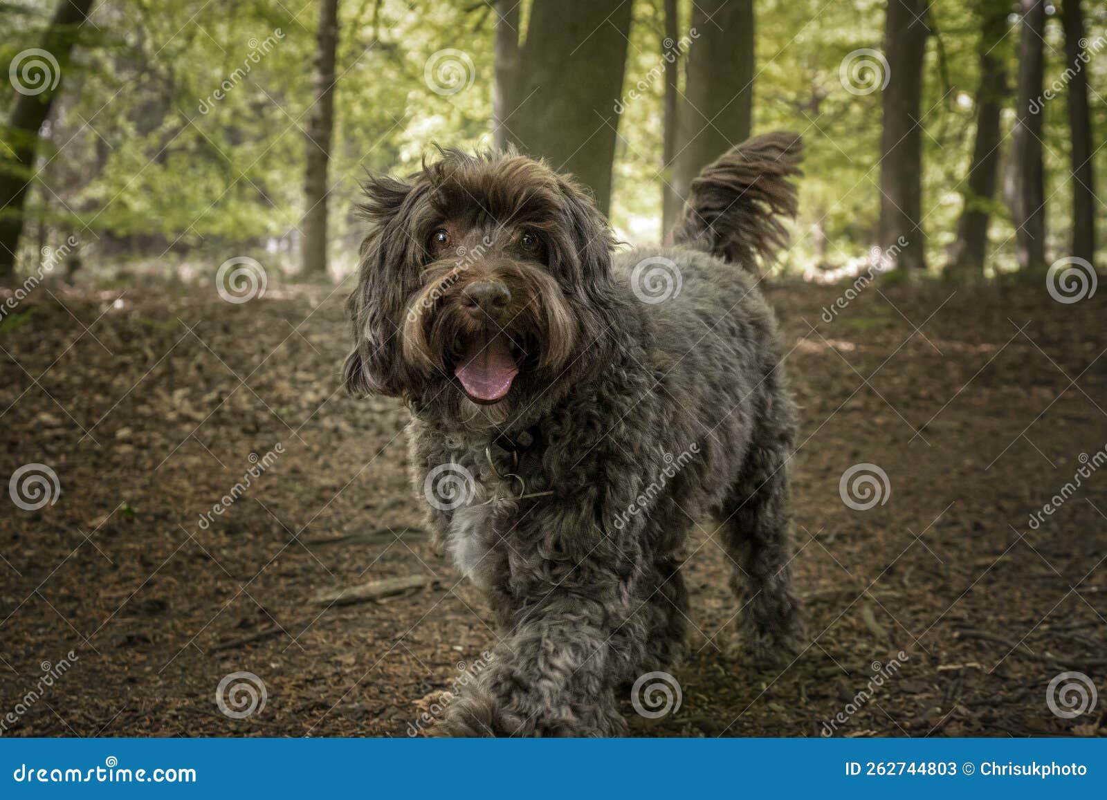 Brown Cockapoo Walking in the Forest Stock Image - Image of pose ...