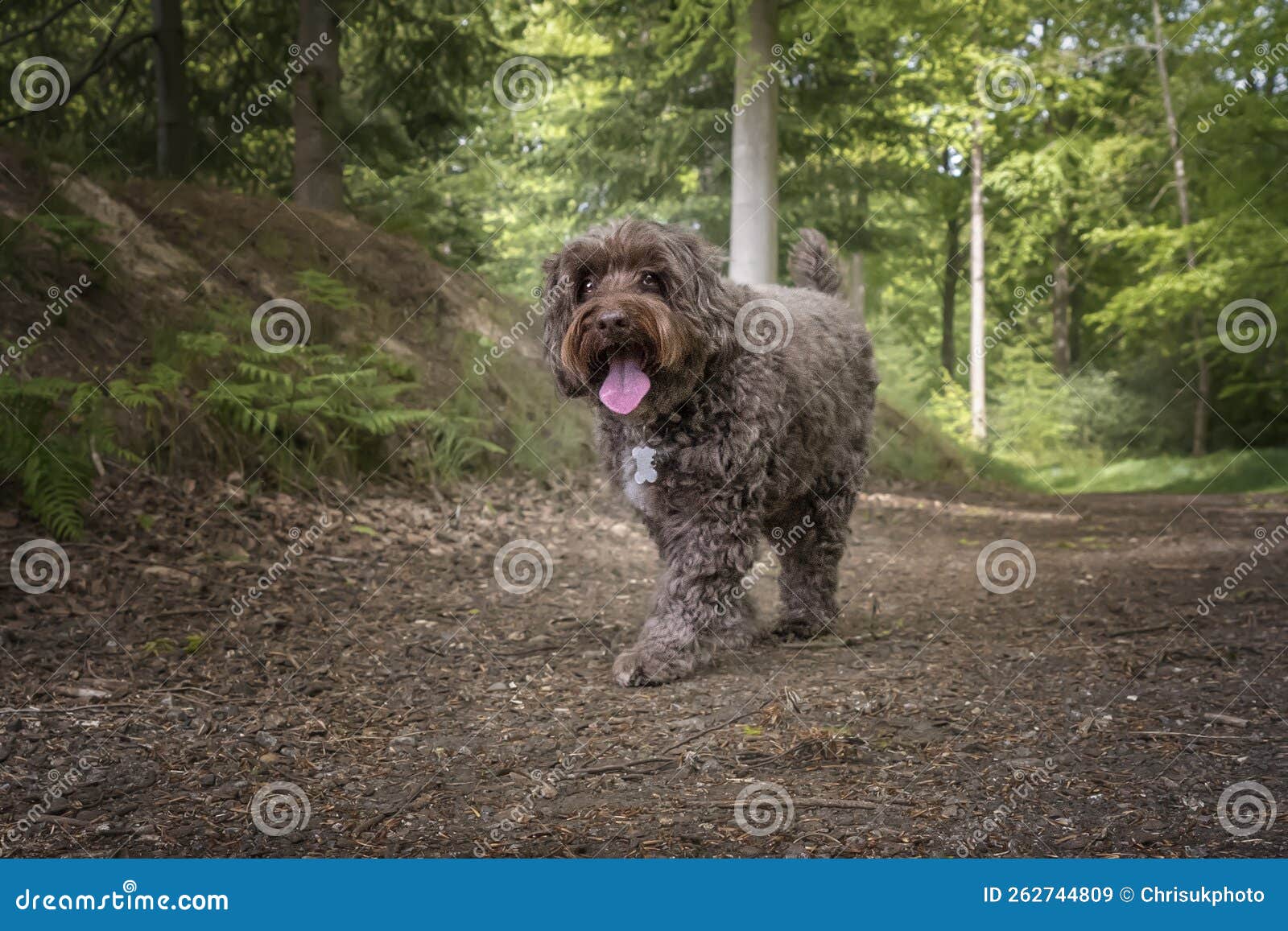 Brown Cockapoo Walking in the Forest Stock Image - Image of animal ...