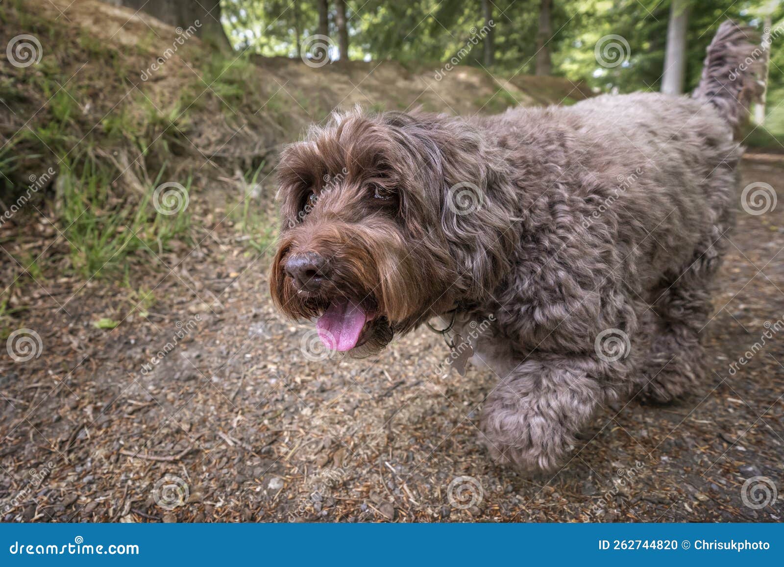 Brown Cockapoo Walking from Right To Left Stock Photo - Image of lovely ...