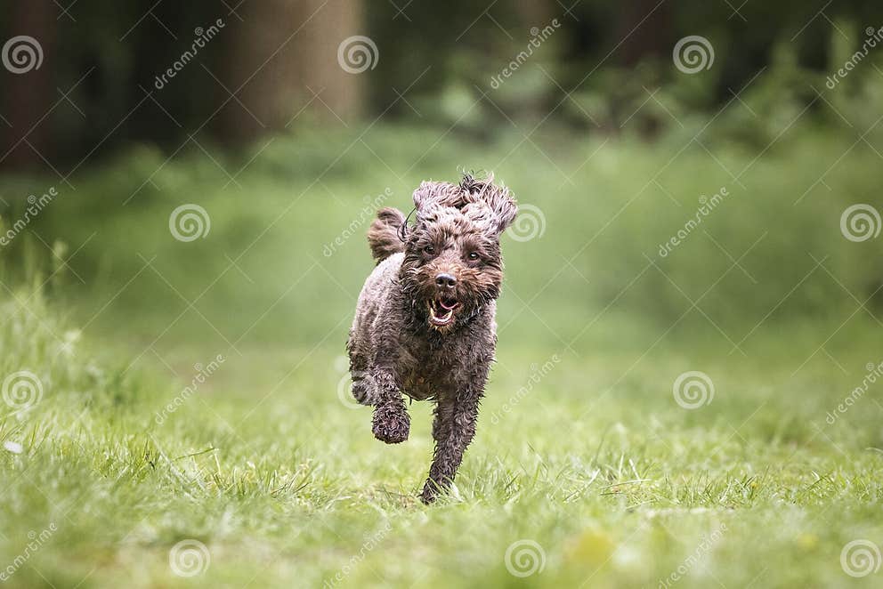 Brown Cockapoo in the Windsor Forest Flying on a Fast Run Stock Image ...