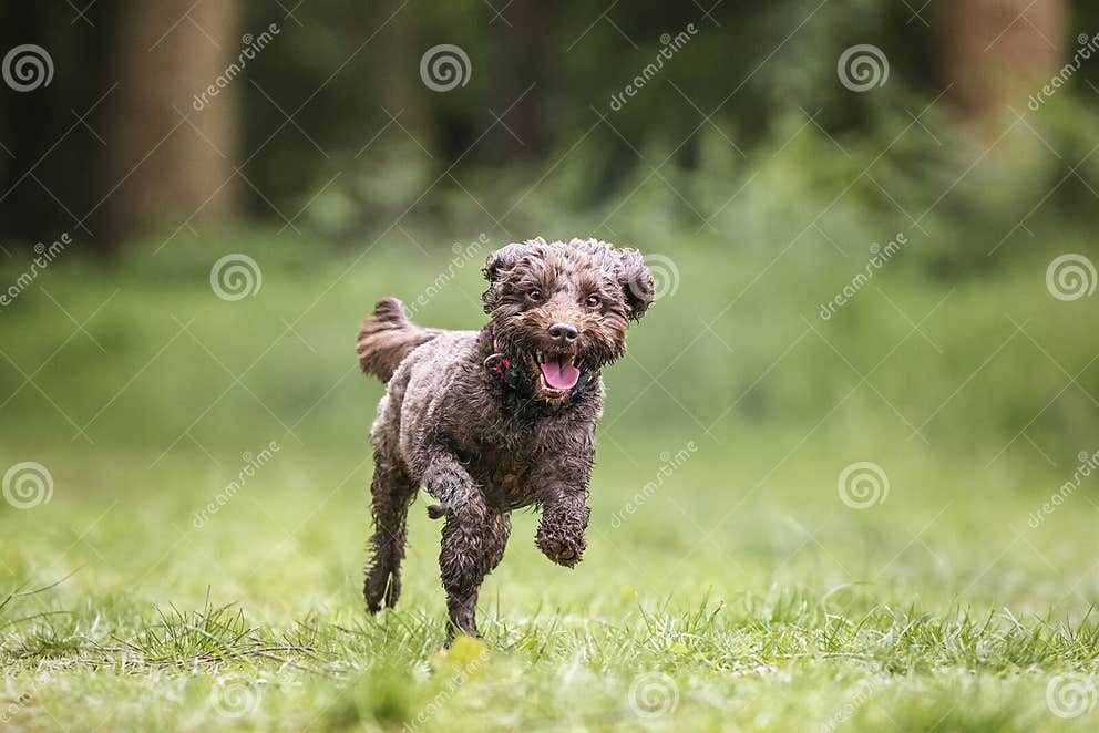 Brown Cockapoo in the Windsor Forest Flying on a Fast Run Stock Photo ...