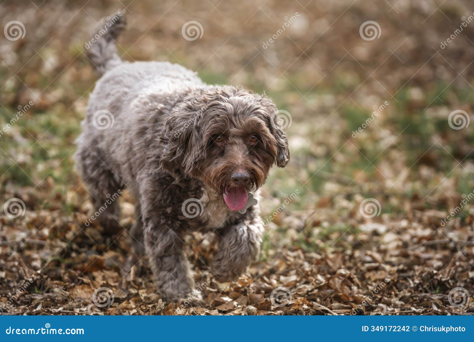 Brown Cockapoo in the Windsor Forest Stock Photo - Image of funny ...