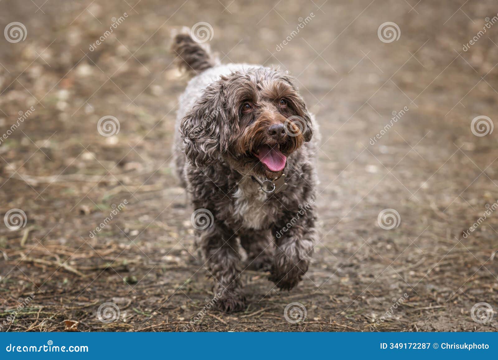 Brown Cockapoo in the Windsor Forest Stock Image - Image of domestic ...