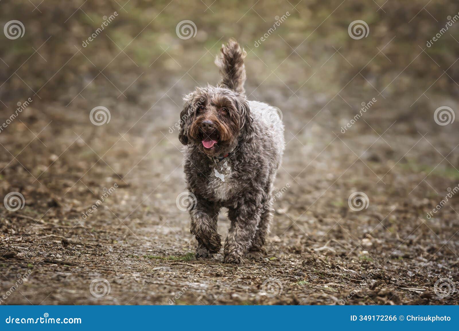 Brown Cockapoo in the Windsor Forest Walkoing Towards the Camera on a ...