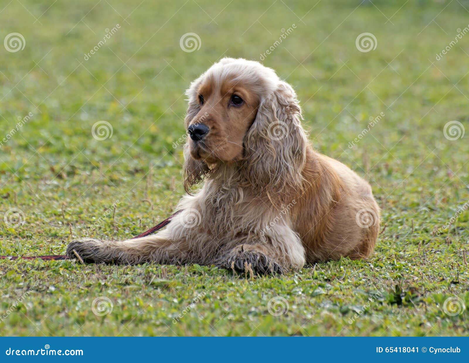 Brown cocker spaniel stock image. Image of lying, spaniel - 65418041