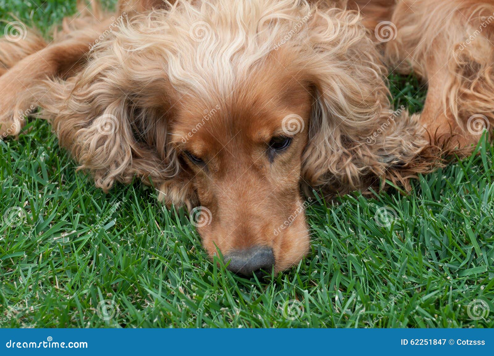 Brown Cocker Spaniel Resting on Grass Stock Image - Image of ears ...