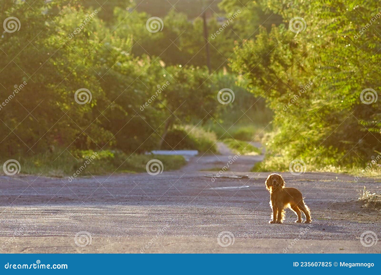 Brown Cocker Spaniel Walking on the Road at Sunset Stock Image - Image ...