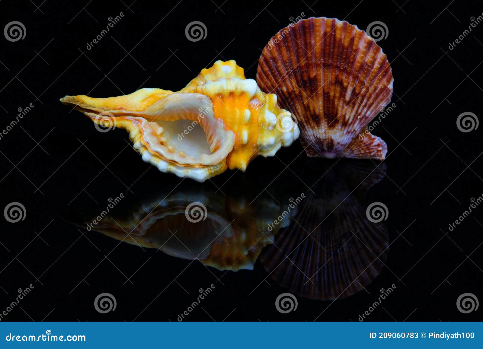 Colorful Common Conch and Brown Cockle Shell on Dark Background Stock ...