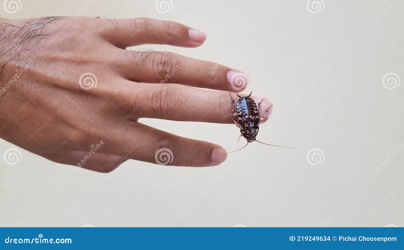 A Brown Cockroach Crawling on the Finger of a Human Hand Stock Photo ...