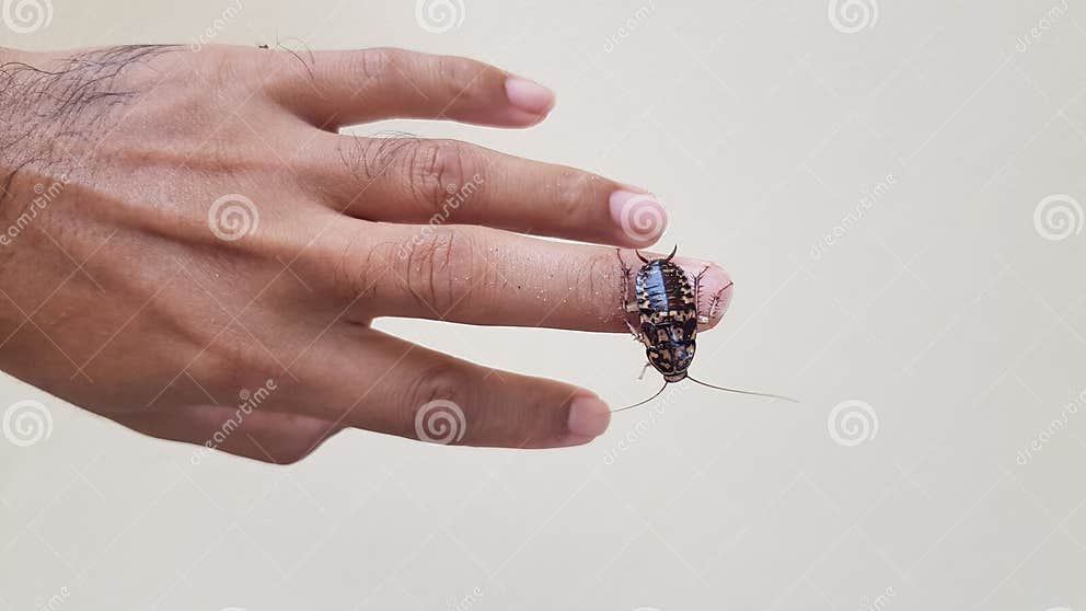 A Brown Cockroach Crawling on the Finger of a Human Hand Stock Photo ...