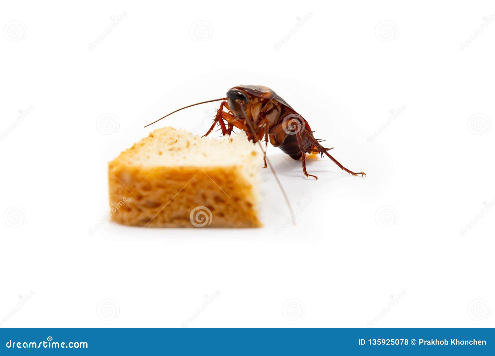 Germs Spread, Brown Cockroach Eating a Piece of Bread Stock Photo ...