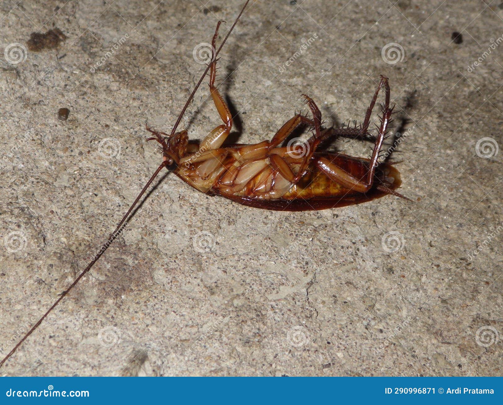 A Brown Cockroach Lying on the Floor of the House. Stock Image - Image ...