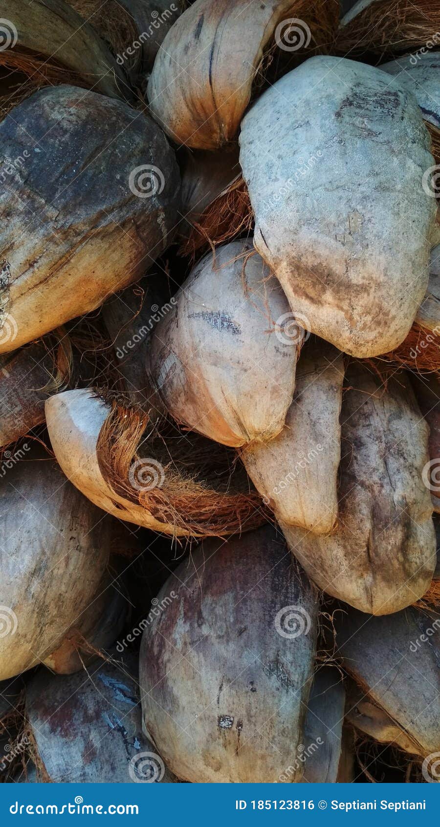 Brown coconut coir stock photo. Image of rock, plant - 185123816