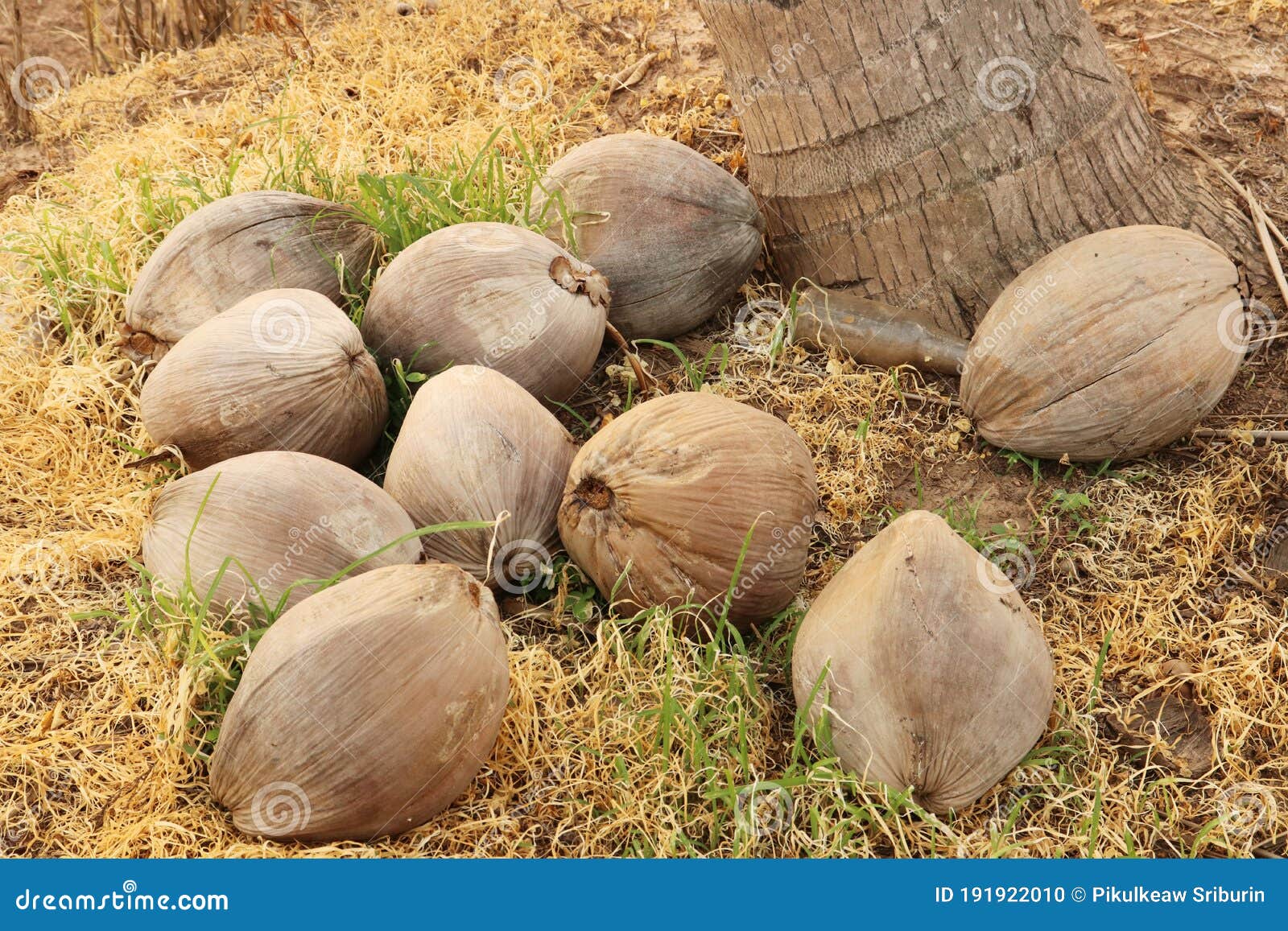 The Brown Coconut Fell from the Tree Stock Photo - Image of fell, fall ...