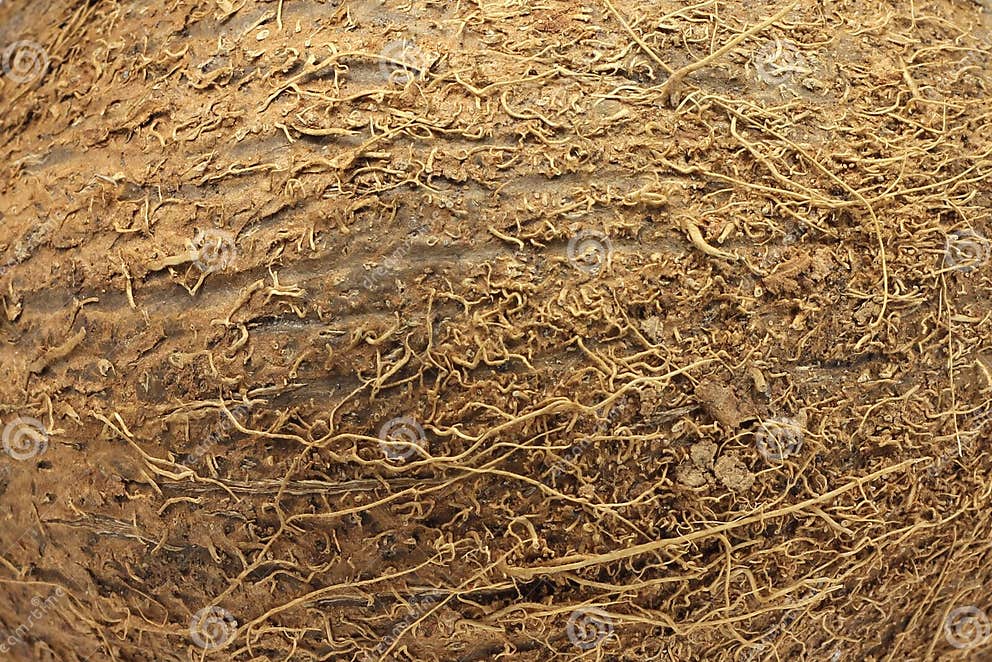 Brown Coconut Shell Texture Stock Photo - Image of tropical, bodies ...