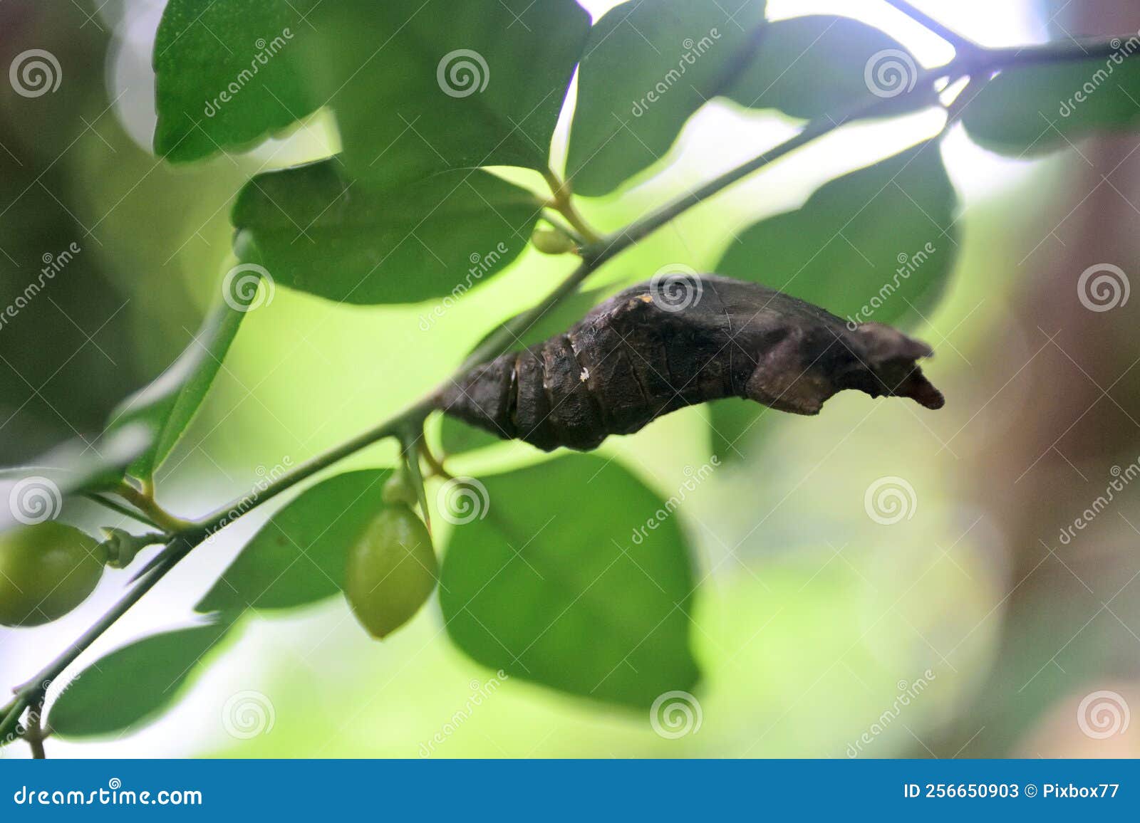 Brown Cocoon at Leaf, Insect Background Stock Image - Image of softness ...