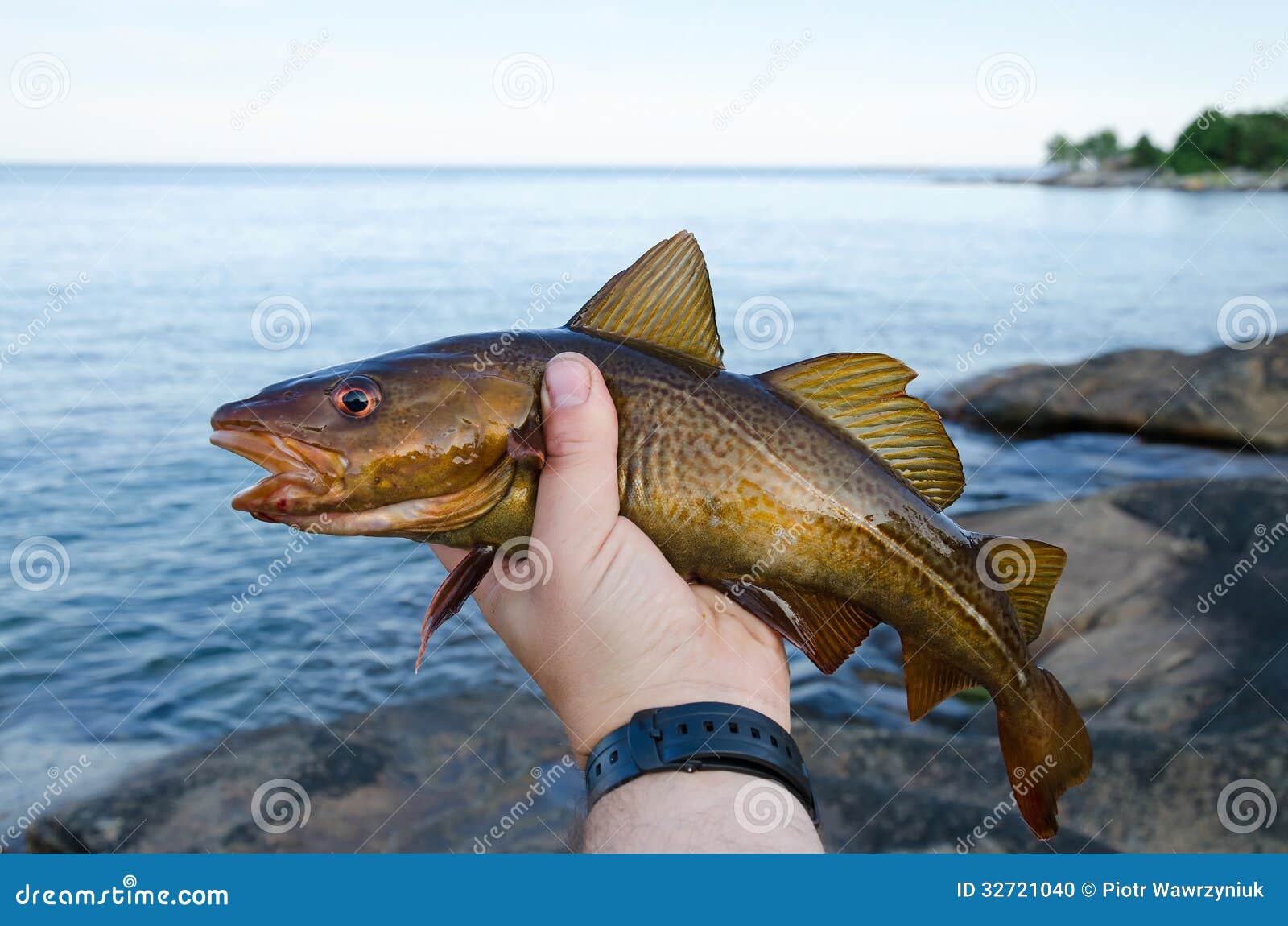 Brown cod in anglers hand stock photo. Image of animal - 32721040