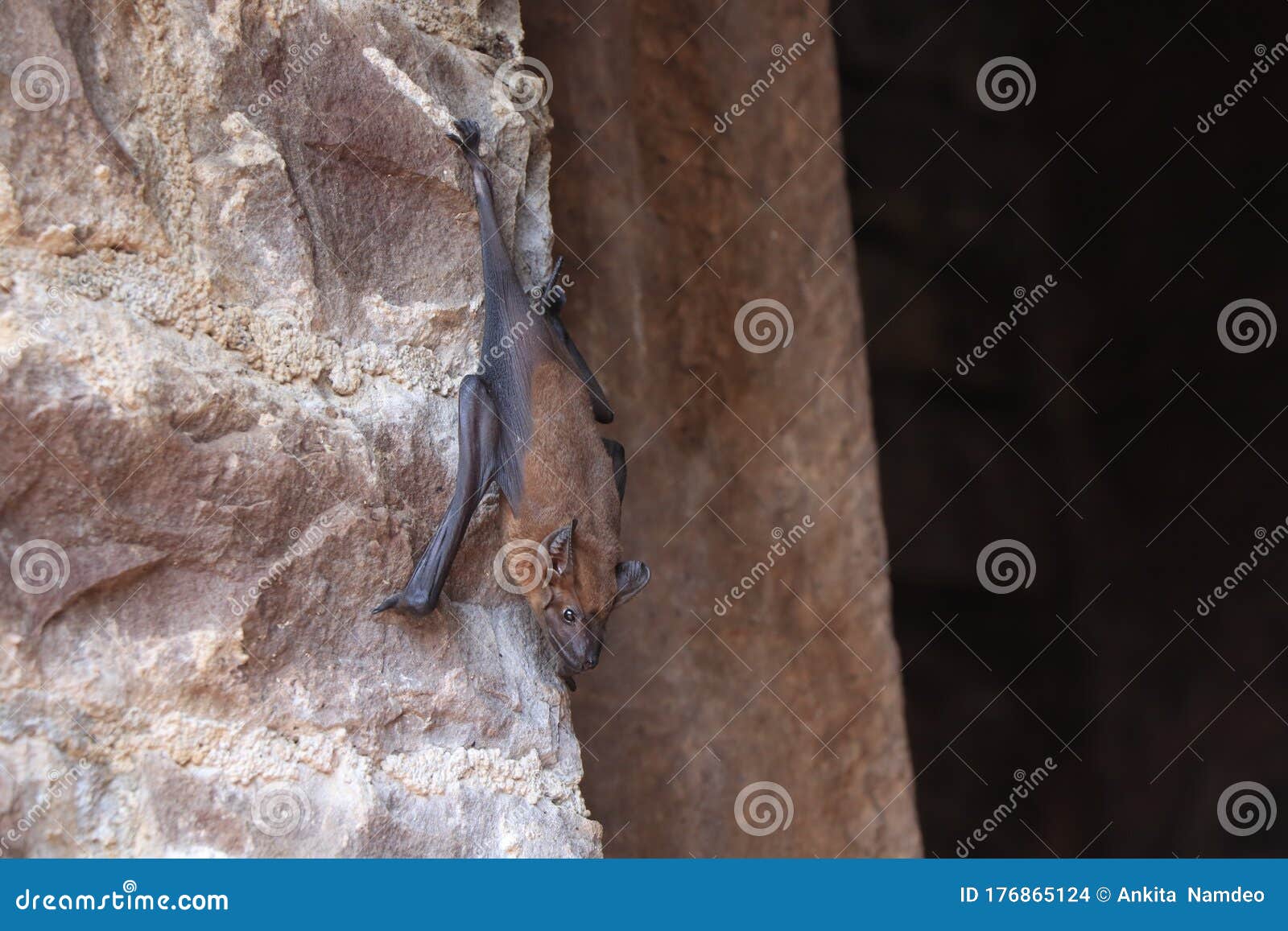 Brown Color Animal Bat in Wall Stock Photo - Image of horizontal, white ...