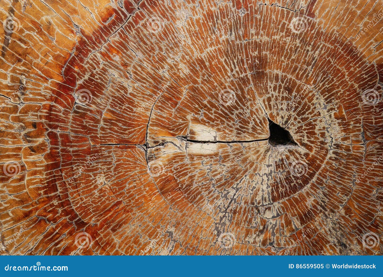 Brown color annual ring stock image. Image of aged, closeup - 86559505