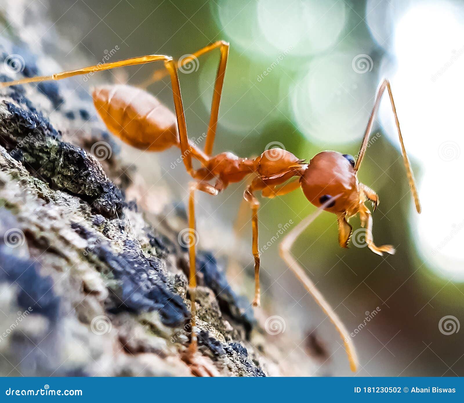 Brown Color Ant Stand on the Trees Bark and Green Background in the ...