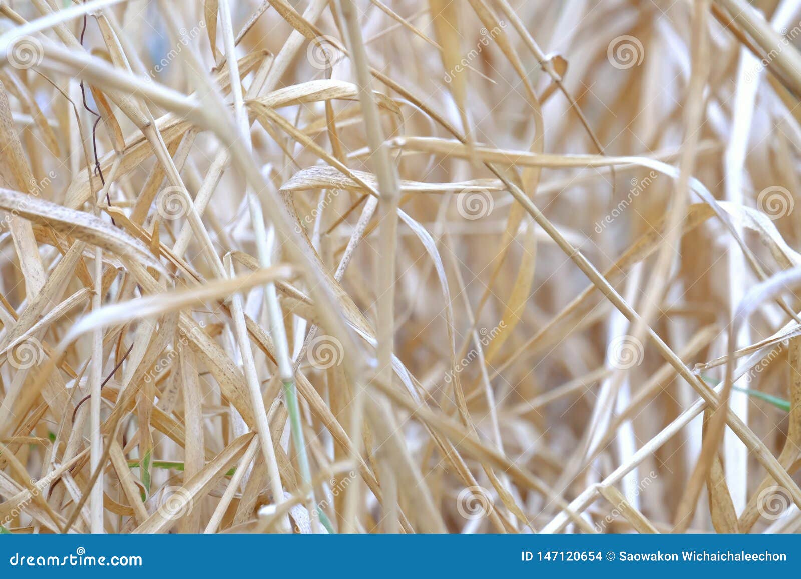 In Selective Focus a Dried Grass Dying in the Field Area for Background ...