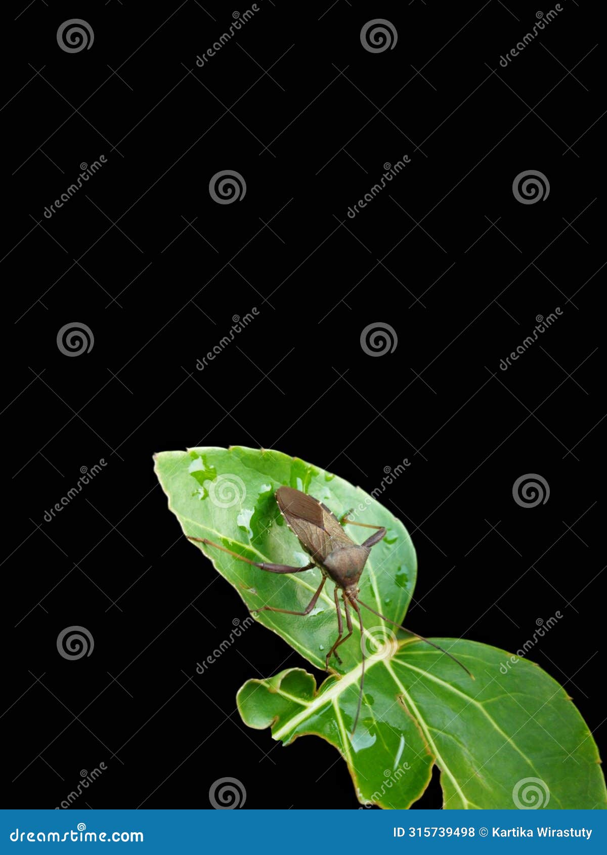 A Brown Color Bug on Leaf Isolated Stock Photo - Image of botany, light ...