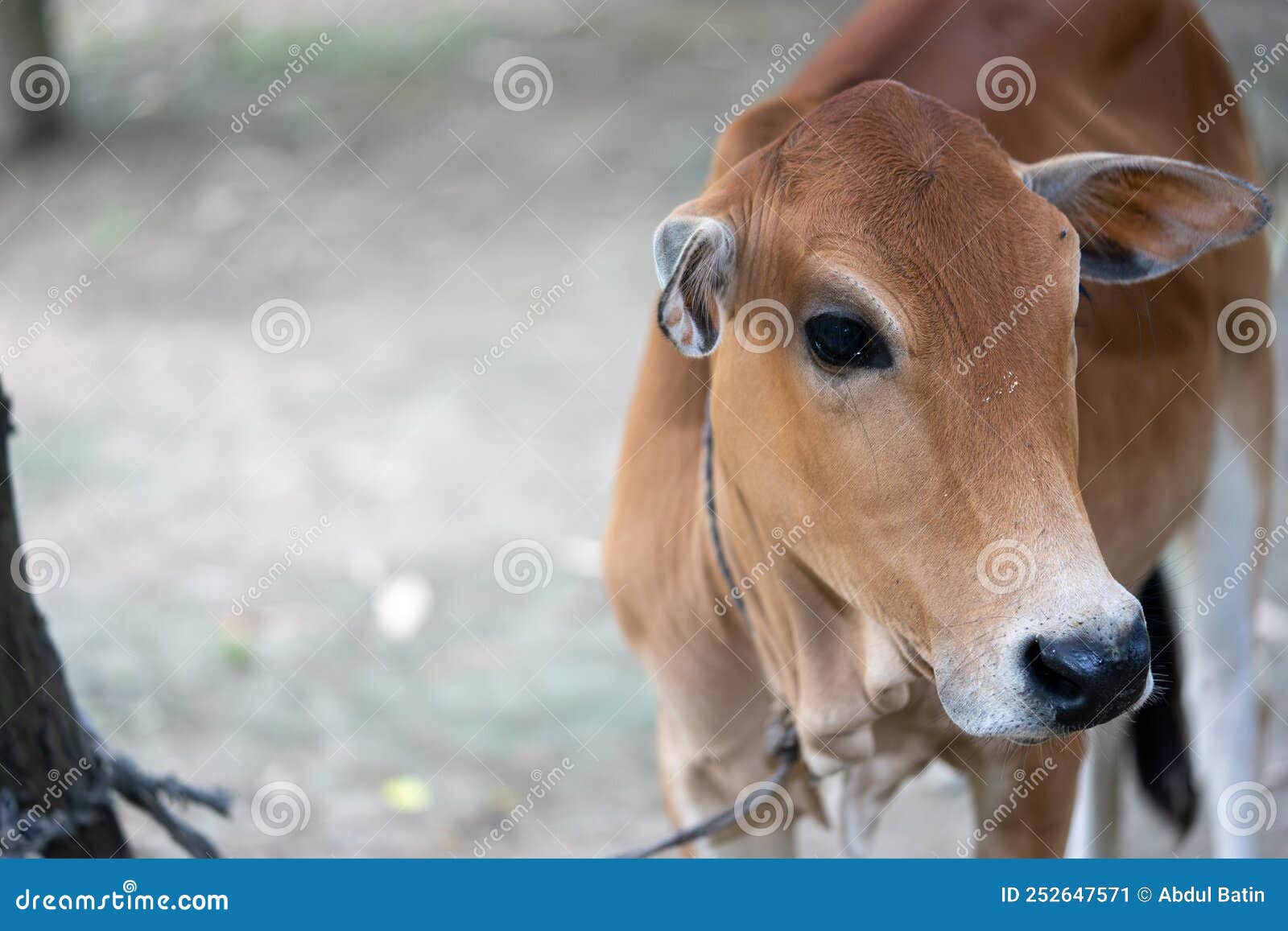 Brown color cow the calf stock image. Image of wildlife - 252647571