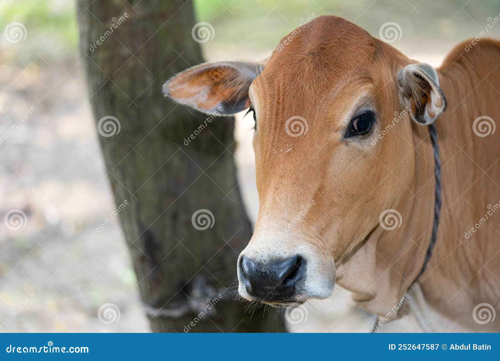 Brown color cow the calf stock image. Image of grass - 252647587