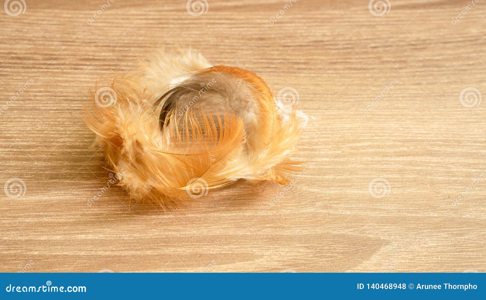 Brown Color Fluffy and Fragile of Chicken Feather Fall on Wooden Table ...