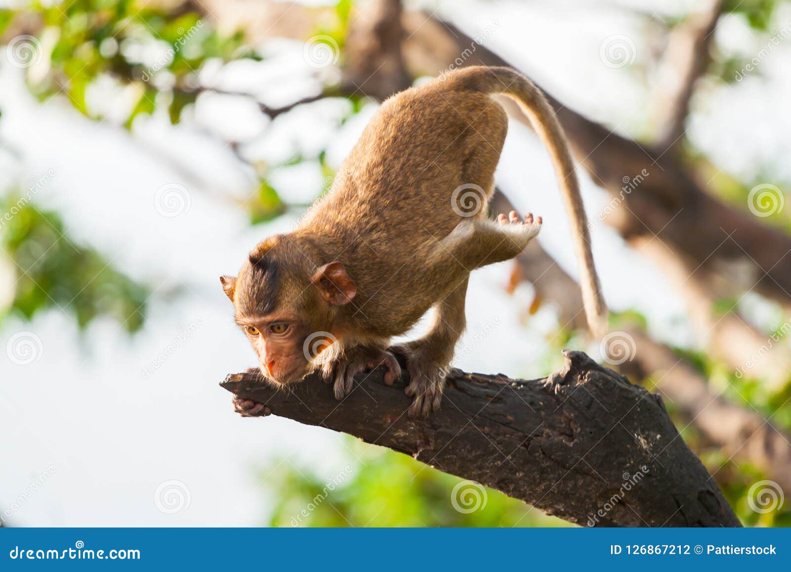Brown Color Monkey Stock Images - Download 3,904 Royalty Free Photos