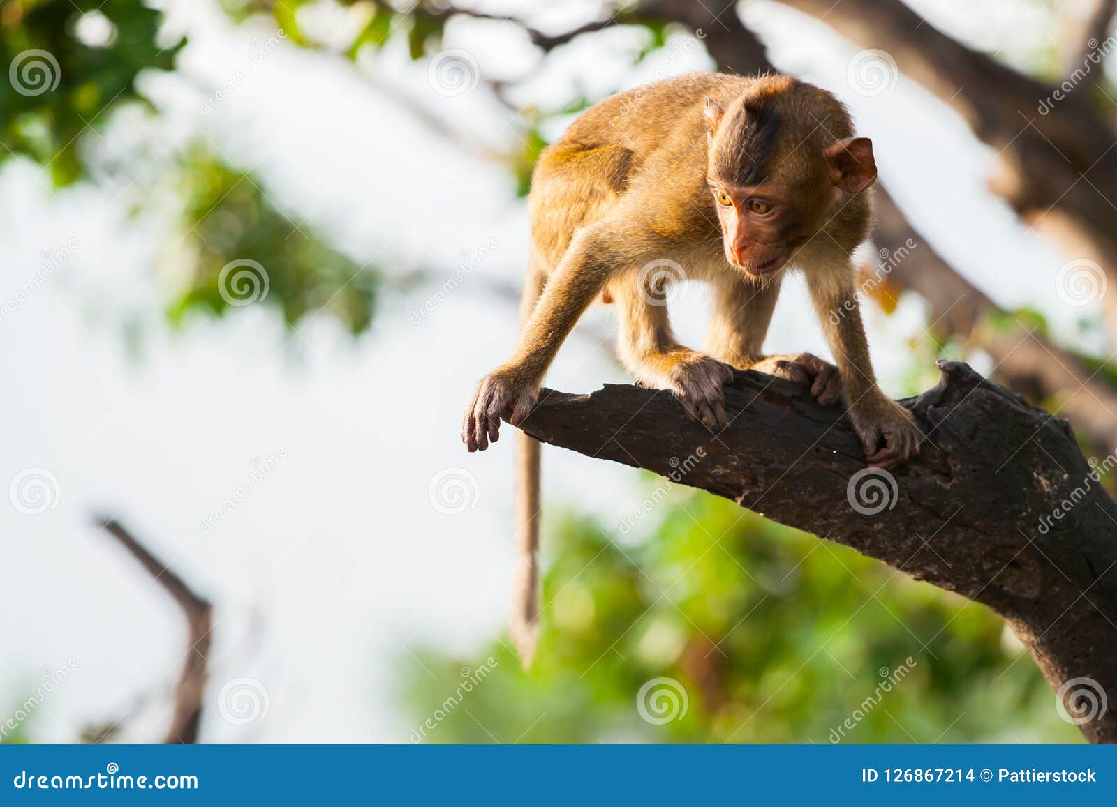 A Brown Color Monkey Stand on Tree Stock Photo - Image of family, food ...