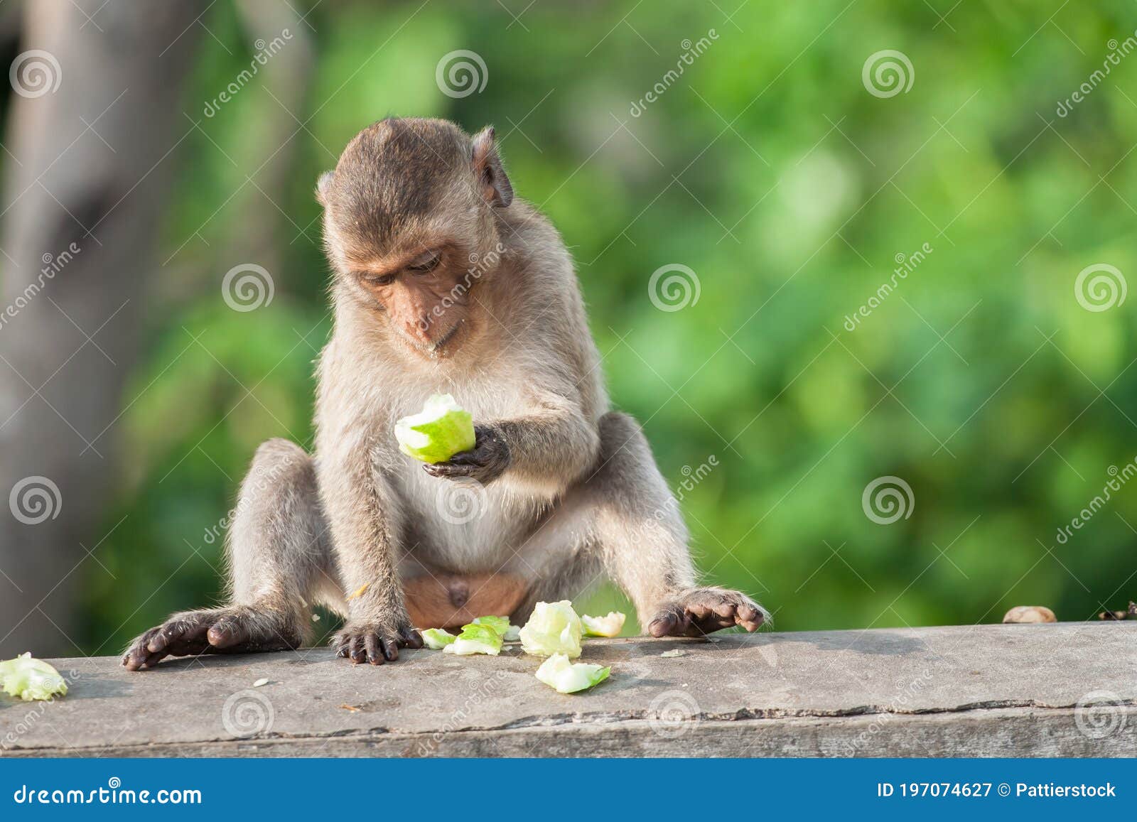 Brown Color Monkey Standing Stock Image - Image of food, friend: 197074627