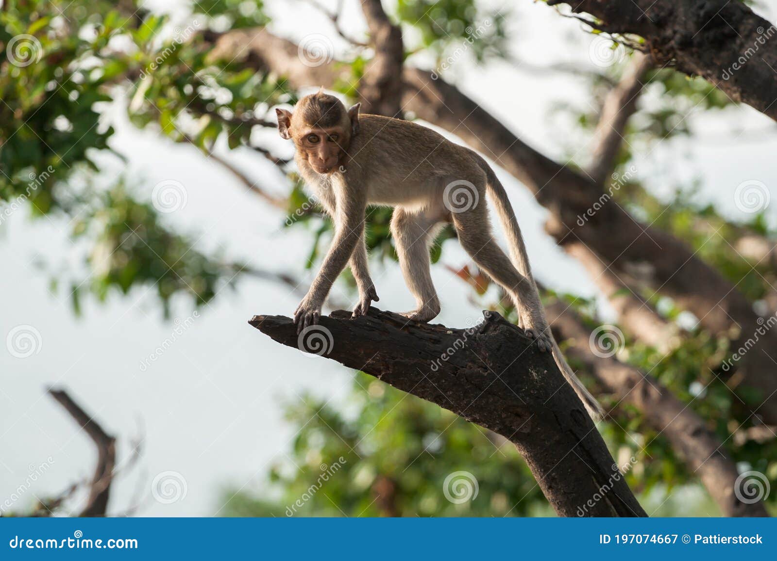 Brown Color Monkey Standing Stock Image - Image of children, friend ...