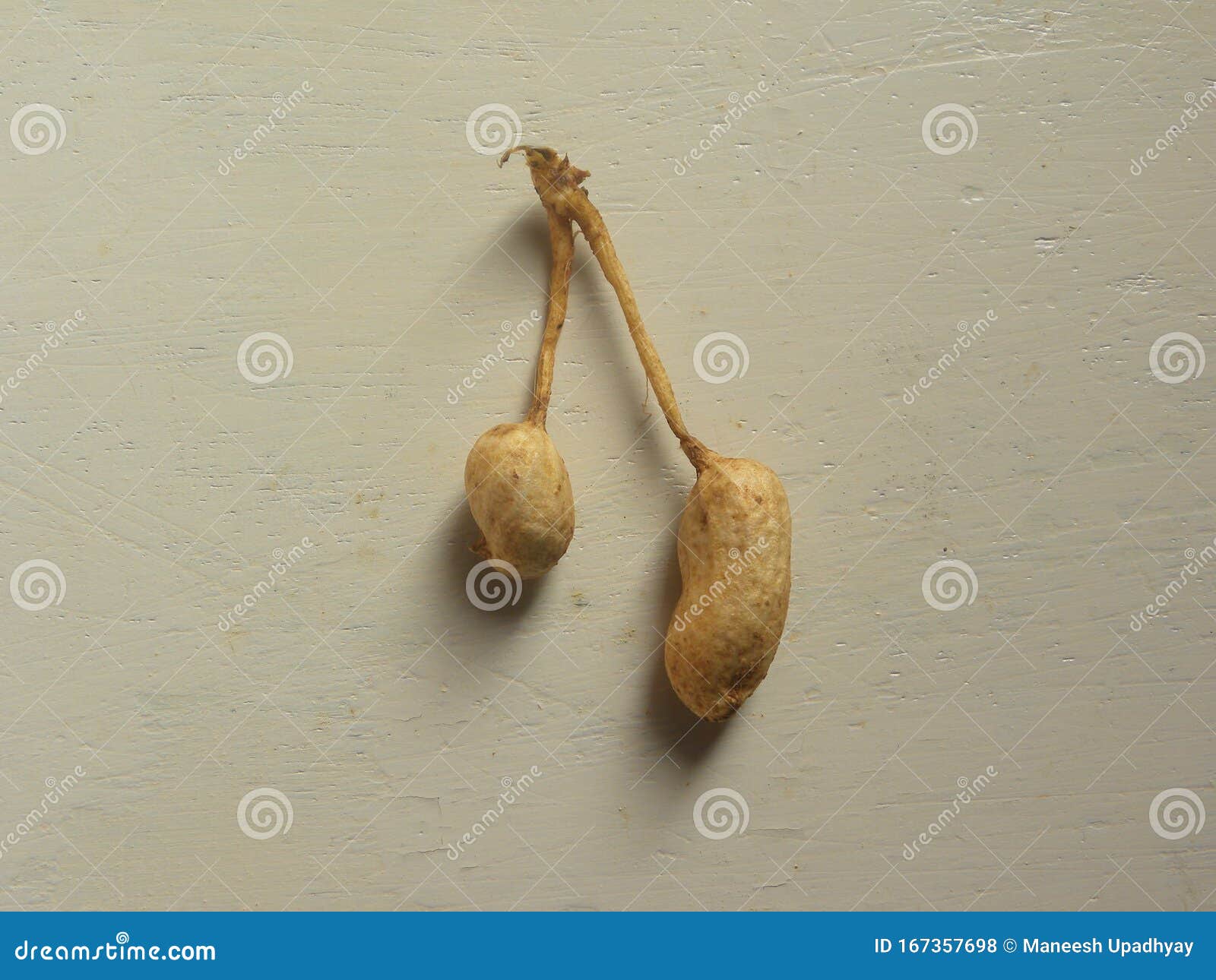 Peanuts with Shell and Stem Stock Photo - Image of kernel, open: 167357698