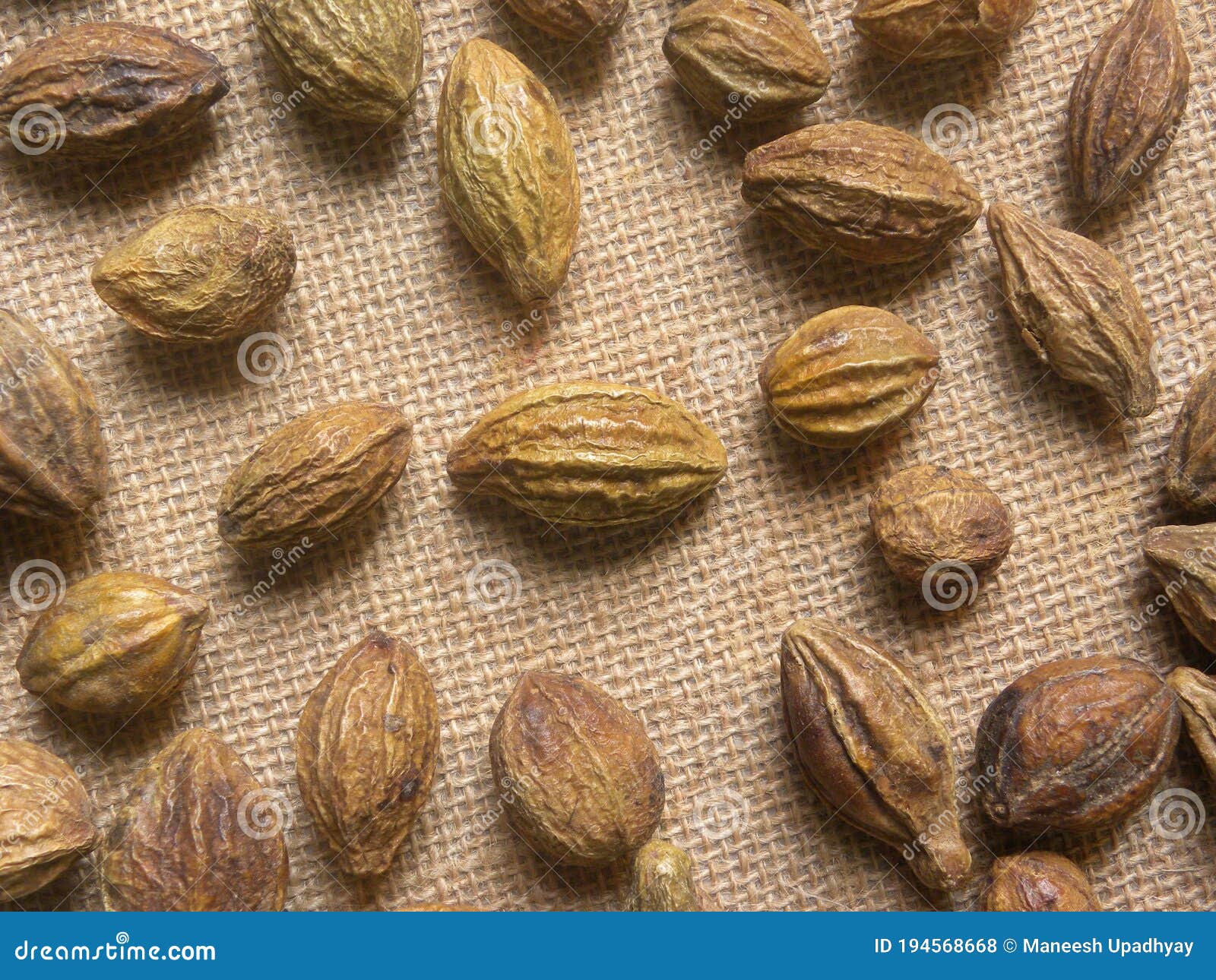 Haritaki stock photo. Image of haritaki, chebula, group - 194568668