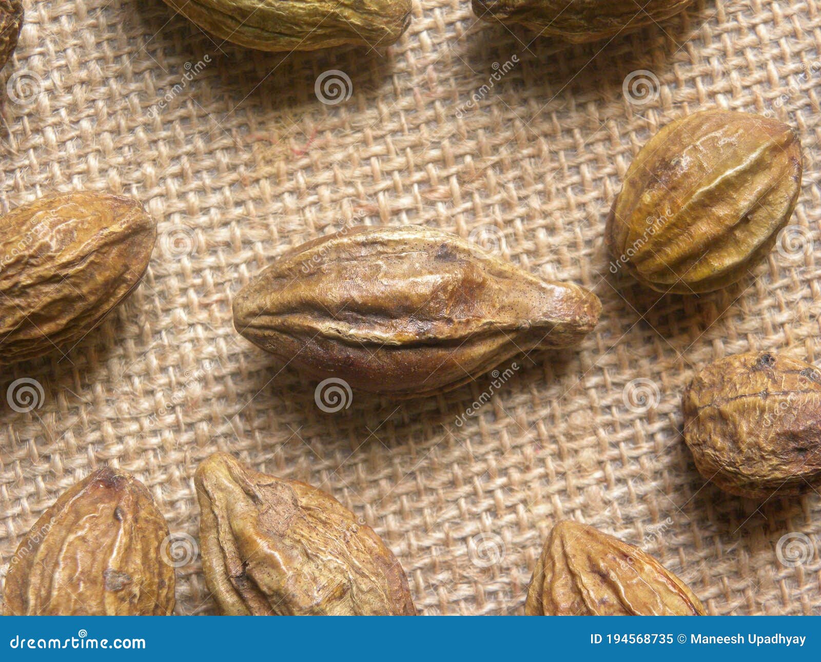 Terminalia chebula fruit stock image. Image of ayurveda - 194568735