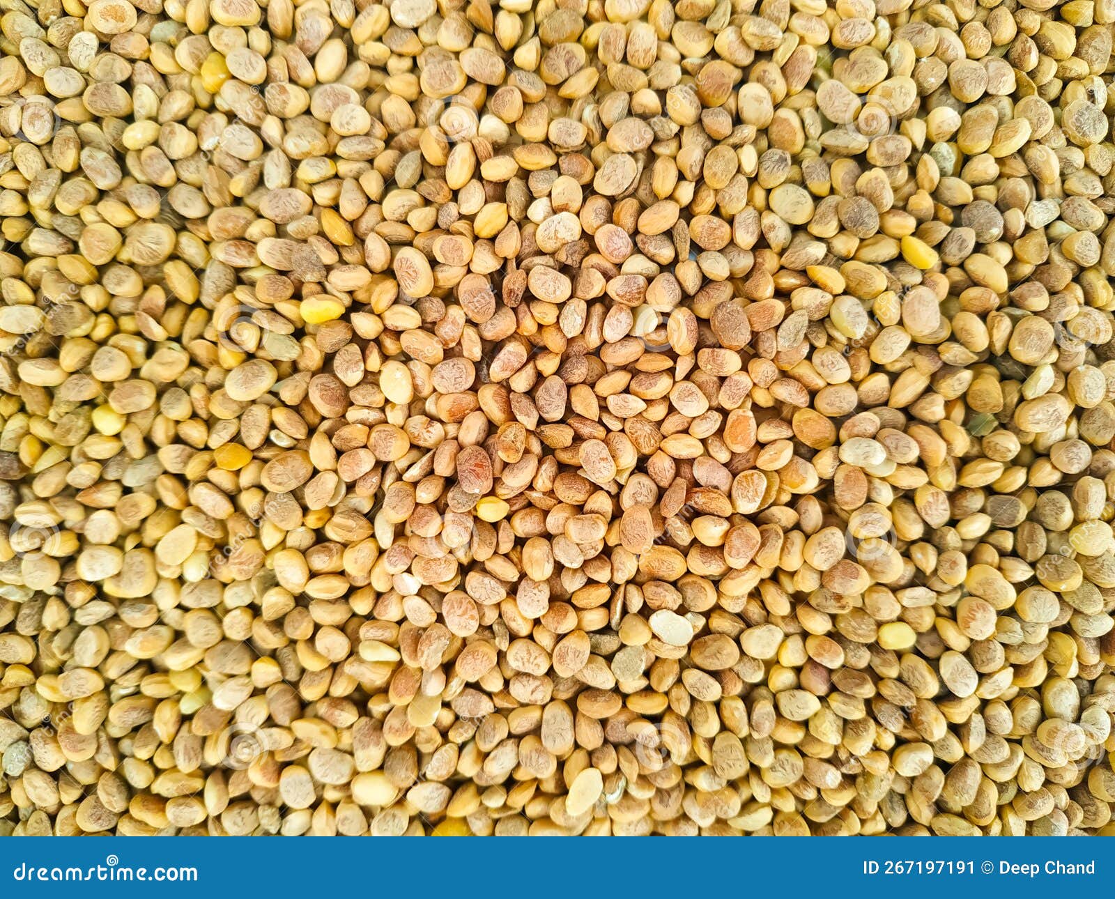 Brown Color Raw Whole Dry Chironji Nuts Stock Image - Image of ...