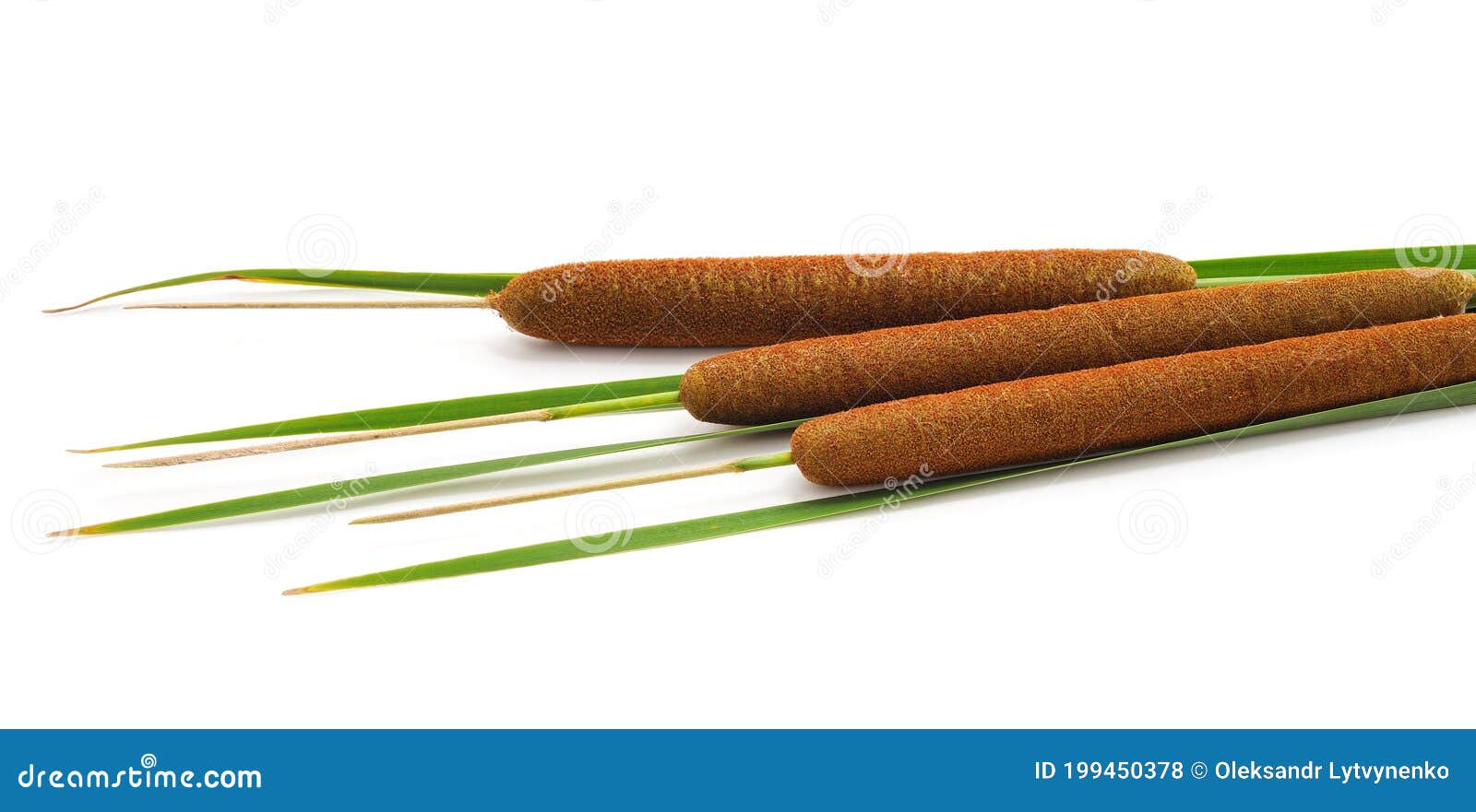 Brown color of reeds stock photo. Image of cane, aquatic - 199450378