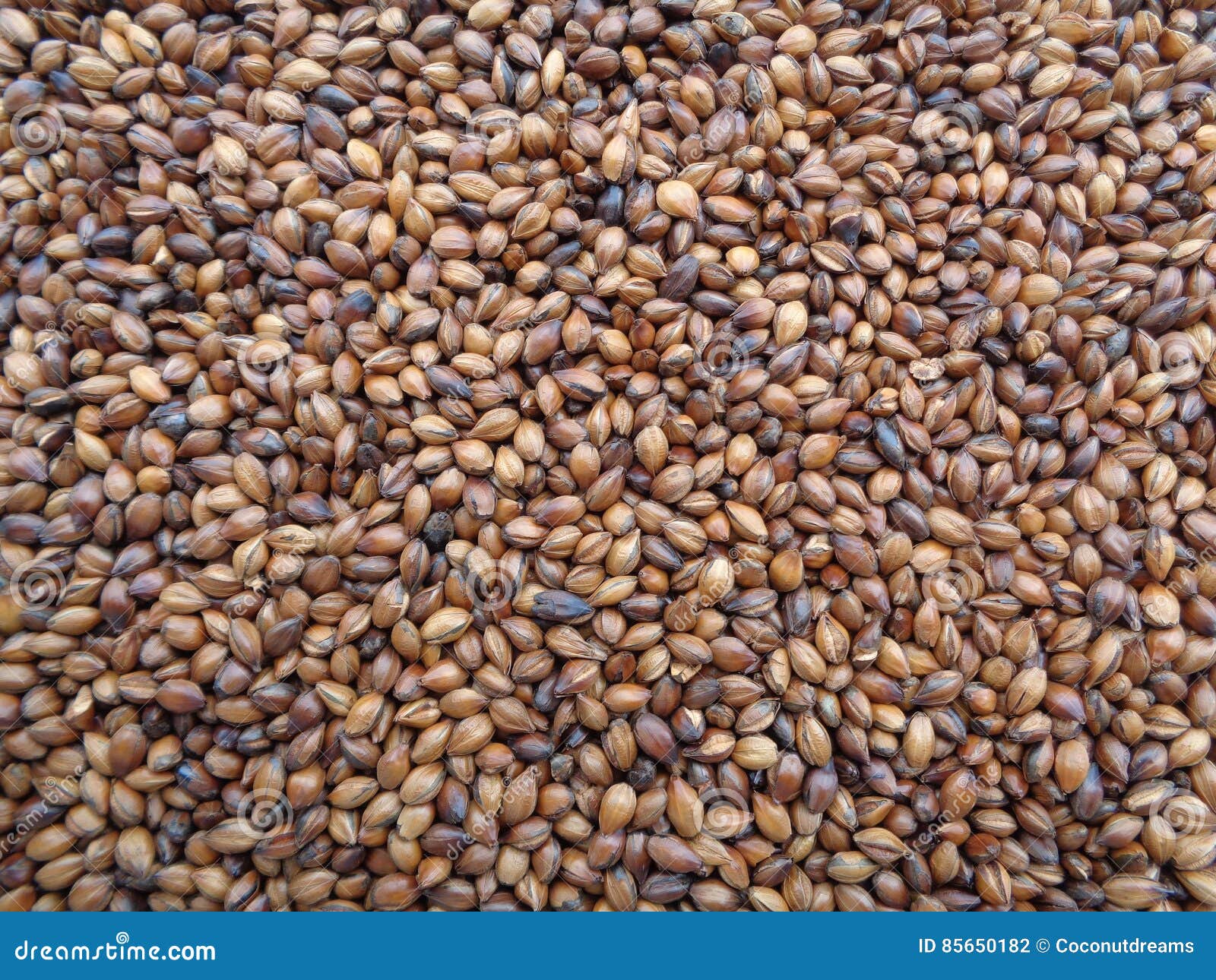 Brown Color Roasted Barley, Close-up for Background Stock Photo - Image ...